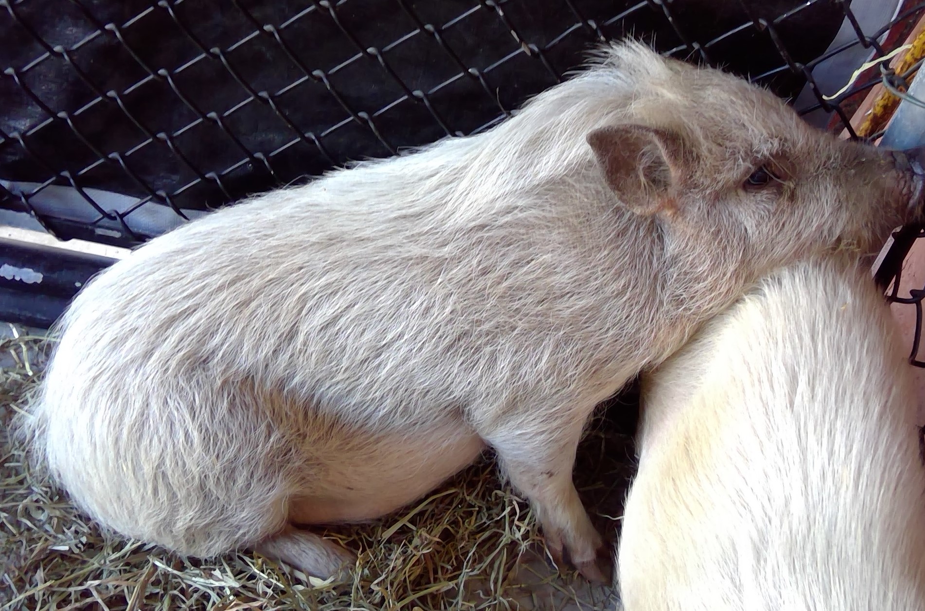 View Our Animals